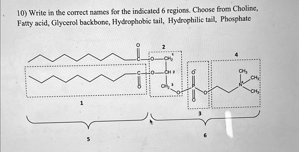 SOLVED: Write in the correct names for the indicated 6 regions. Choose ...
