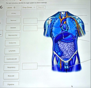 for each structure identify the organ system to which it belongs 6 ...