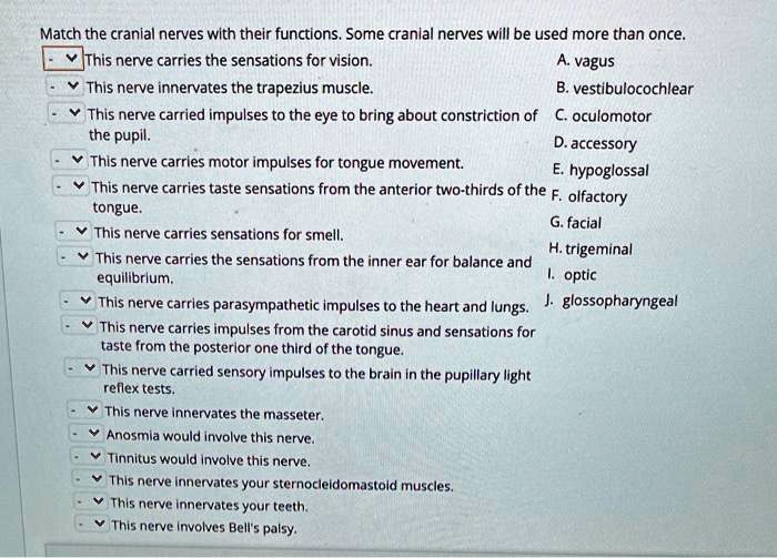 Match the cranial nerves with their functions. Some cranial nerves will ...