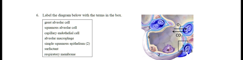 6 label the diagram below with the terms in the box great alveolar cell ...