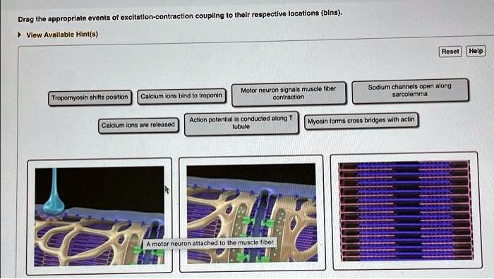 SOLVED: Texts: Drag the appropriate events of excitation-contraction coupling to their ...