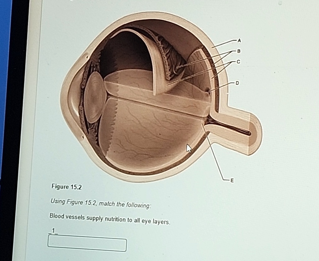 Figure 15.2 Using Figure 15.2, match the following: Blood vessels supply nutrition to all eye ...