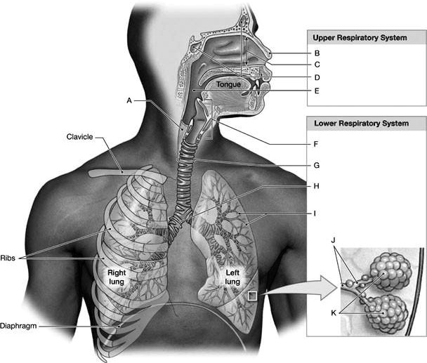 Clavicle Upper Respiratory System B C D Tongue E A Ribs Right lung Left ...