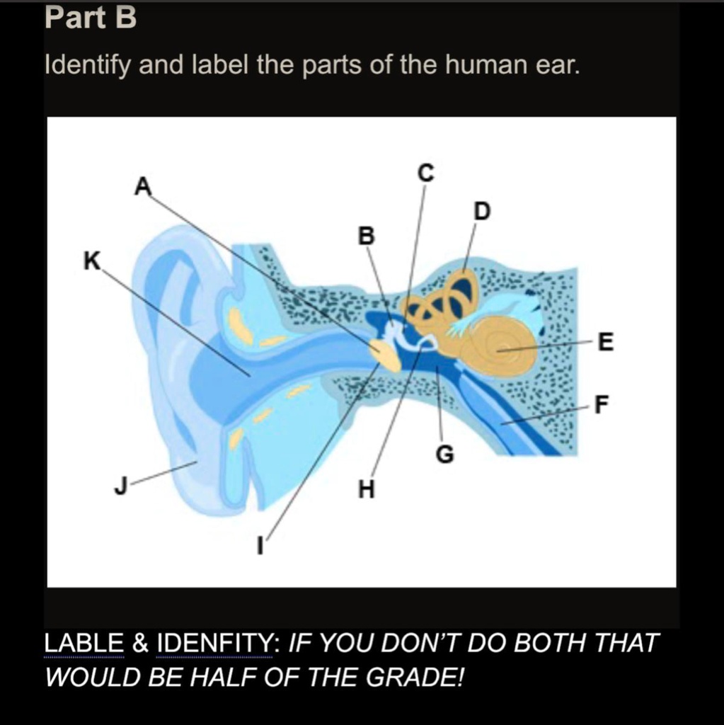 SOLVED: 'Identify and label the parts of the human ear. Subject ...