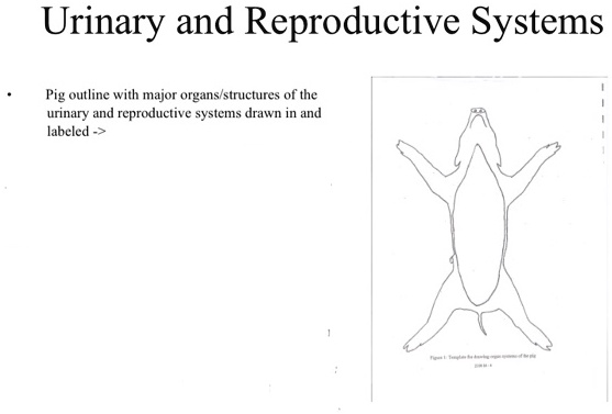 SOLVED: Urinary and Reproductive Systems Pig outline with major organs ...