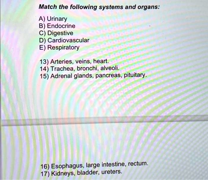 Esophagus Anatomy Sphincters Arteries Veins Nerves
