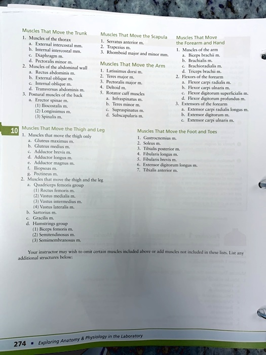SOLVED: Muscles That Move the Trunk 1. Muscles of the thorax a ...