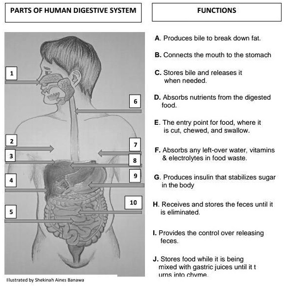 Digestive System Diagram Labeled Functions Digestive System Diagram Labeled Functions