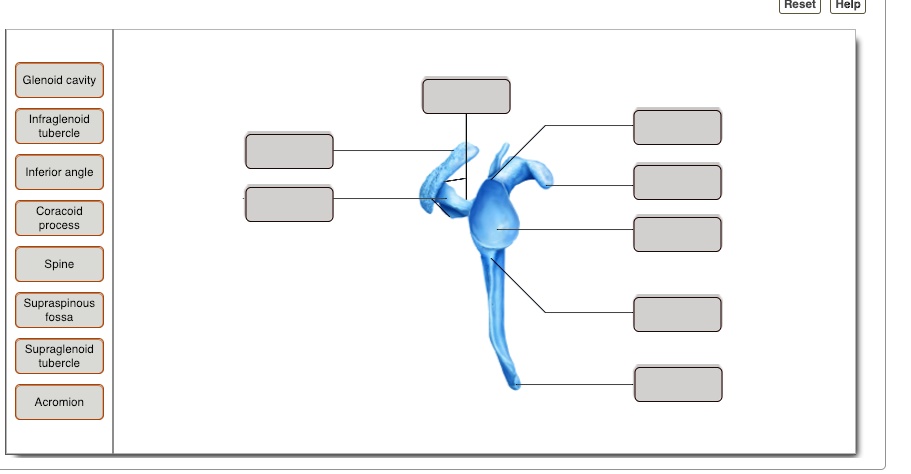 SOLVED: Help Glenoid cavity Infraglenoid tubercle Inferior angle ...