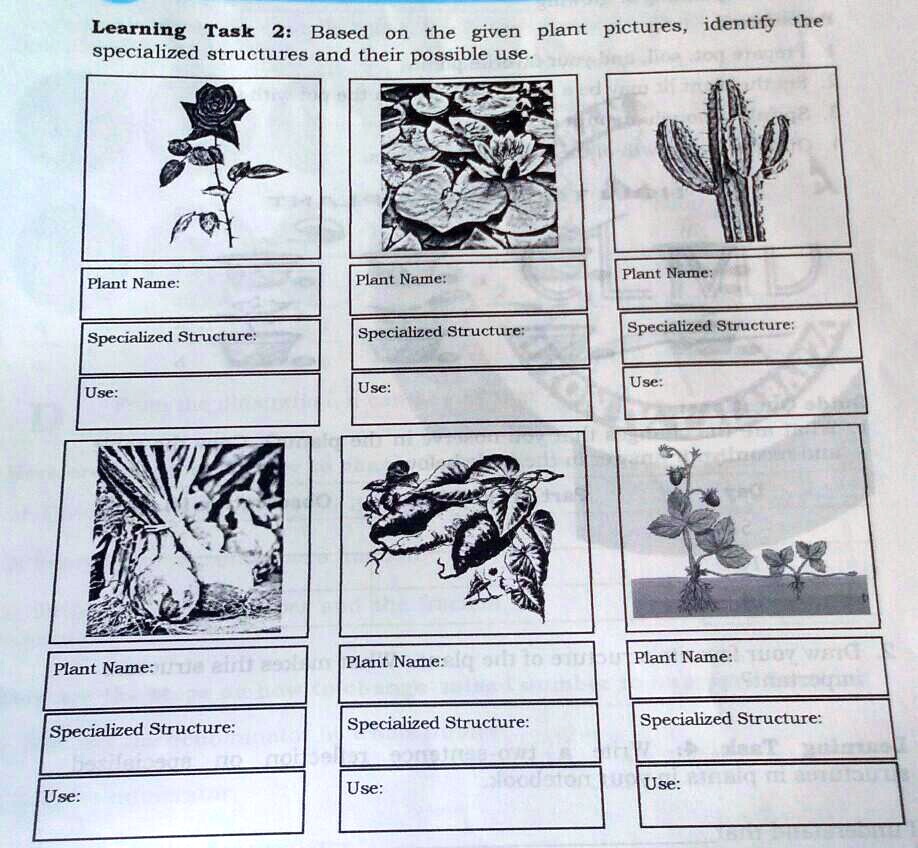 SOLVED: 'Learning Task 2: Based on the given plant pictures, identify thespecialized structures ...
