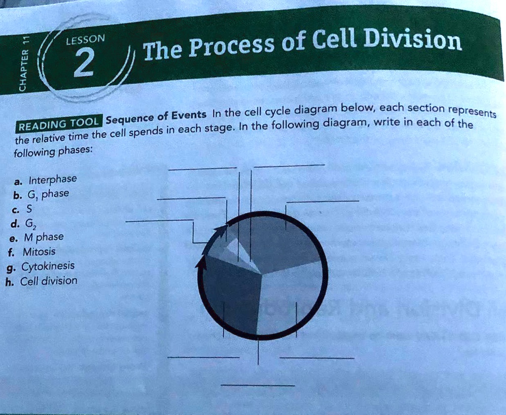 CHAPTER 11 LESSON 2 The Process of Cell Division READING TOOL Sequence ...