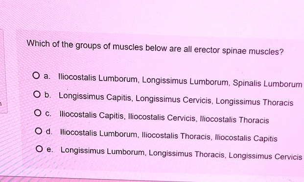 which of the groups of muscles below are all erector spinae muscles o a ...