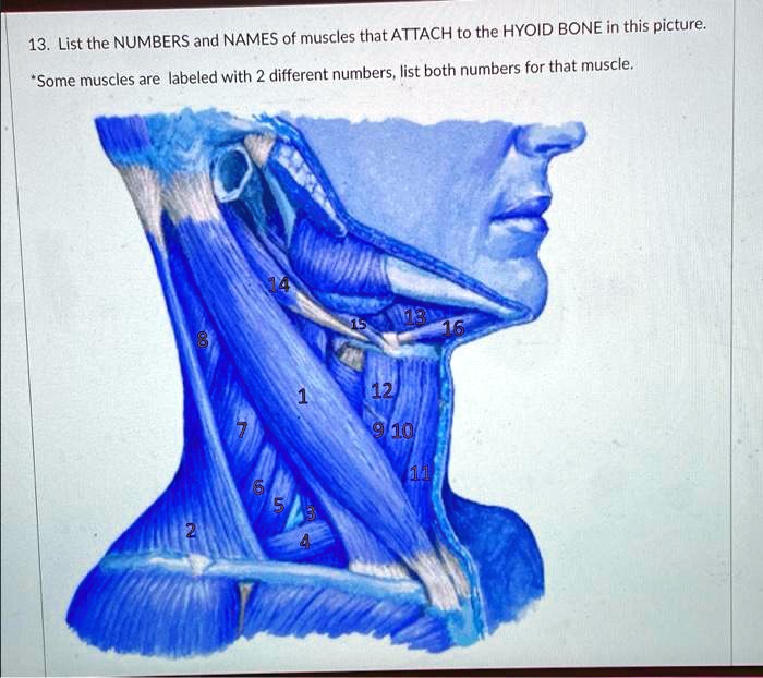 13. List the NUMBERS and NAMES of muscles that ATTACH to the HYOID BONE ...
