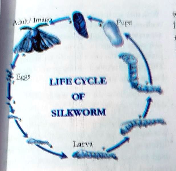 LIFE CYCLE OF SILKWORM Adult / Imago Pupa Eggs Larva