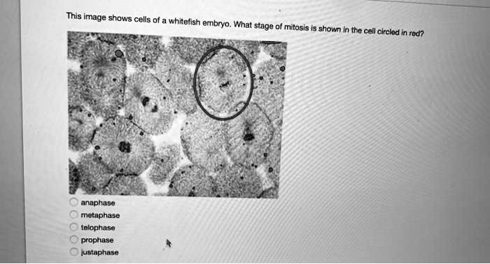 SOLVED: This image shows cells of a whitefish embryo. What stage of ...