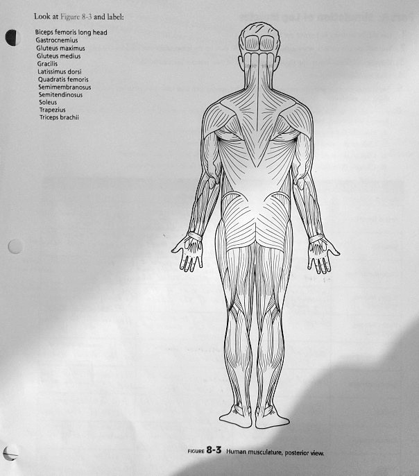 Look at Figure 8-3 and label: Biceps femoris long head Gastrocnemius ...