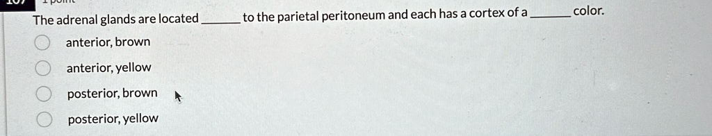 the adrenal glands are located to the parietal peritoneum and each has ...