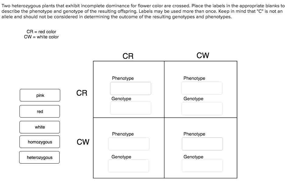 SOLVED: Two heterozygous plants that exhibit incomplete dominance for ...