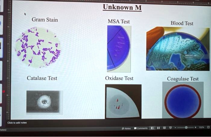SOLVED:Unknown M Gram Stain MSA Test Blood Test Catalase Test Oxidase ...