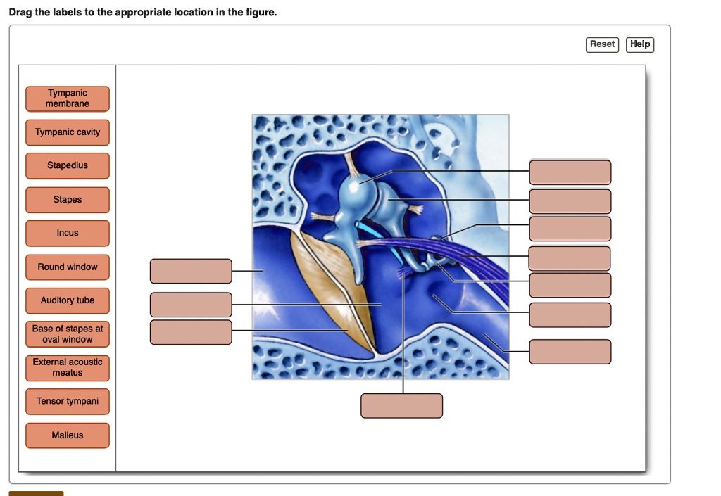 Drag the labels to the appropriate location in the figure. Tympanic ...