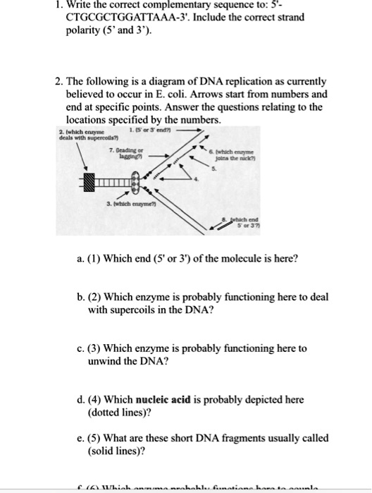 SOLVED: Write the correct complementary sequence t0: 5' CTGCGCTGGATTAAA ...