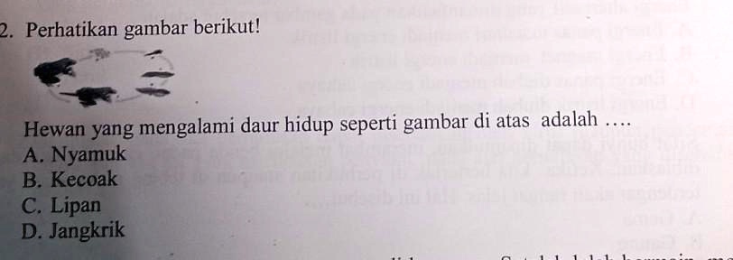 SOLVED: 2. Perhatikan gambar berikut!Hewan yang mengalami daur hidup ... SOLVED: 2. Perhatikan gambar berikut!Hewan yang mengalami daur hidup ...
