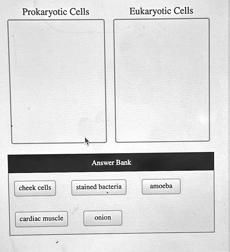 prokaryotic cells eukaryotic cells answer bank prokaryotic cells ...