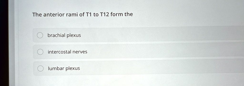 The anterior rami of T1 to T12 form the brachial plexus intercostal ...