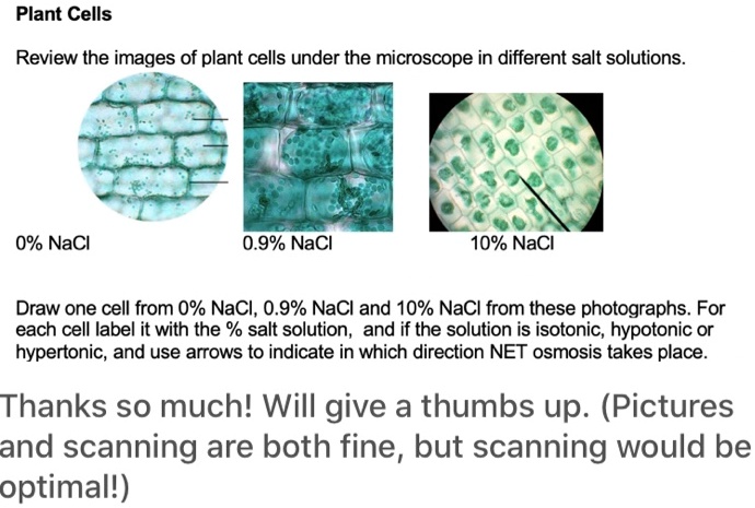 plant cells review the images of plant cells under the microscope in ...