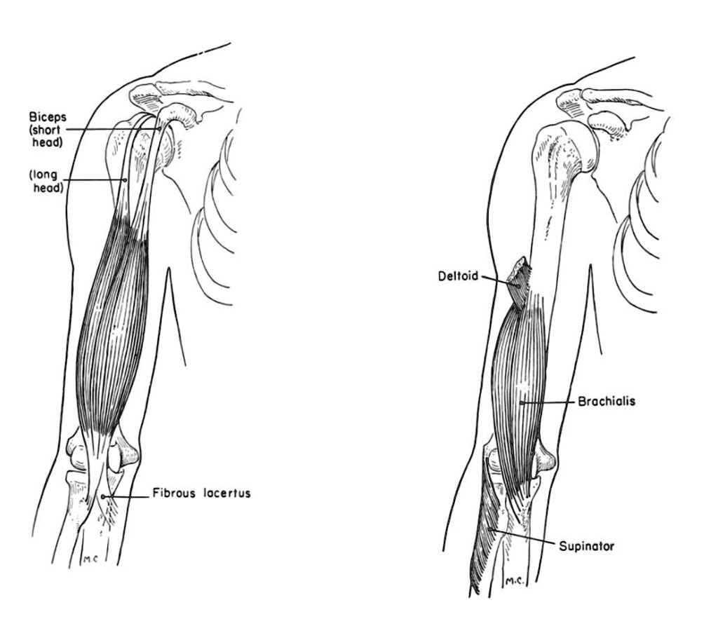 SOLVED:Biceps (short head) (long head) Deltoid Brachialis Fibrous ...