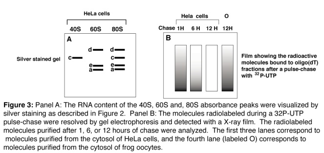 Figure 3: Panel A: The RNA content of the 40S, 60S, and 80S absorbance ...