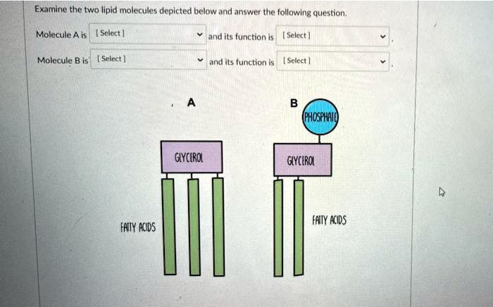 SOLVED: Examine the two lipid molecules depicted below and answer the ...