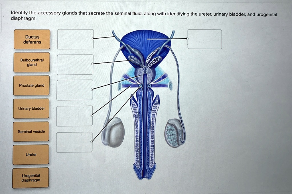 identify the accessory glands that secrete the seminal fluid along with ...