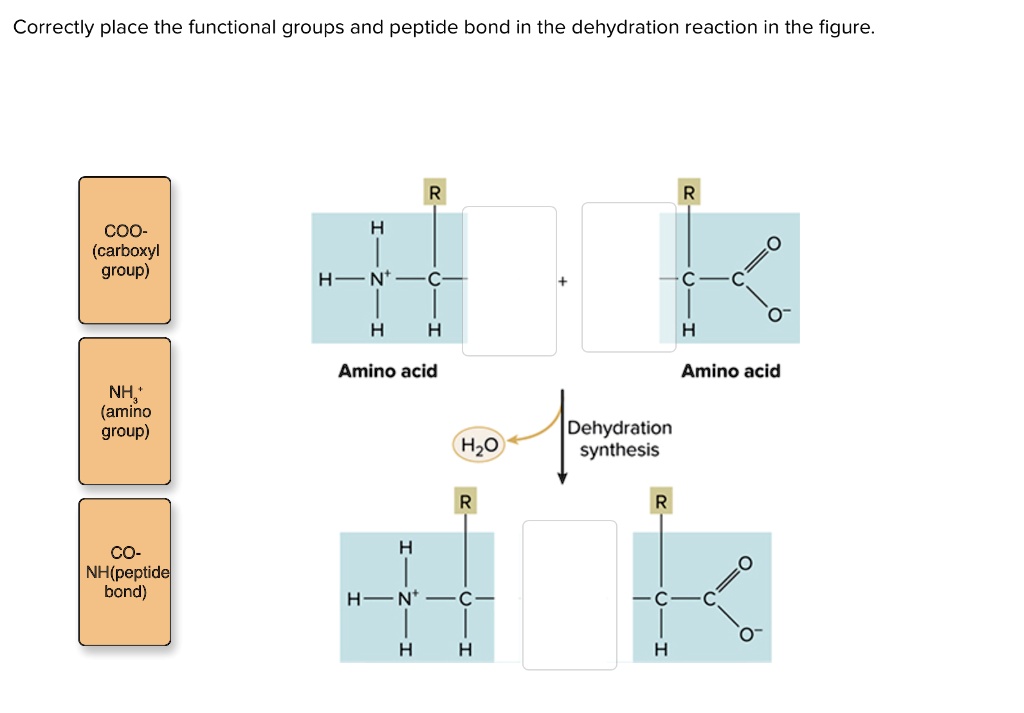 Correctly place the functional groups and peptide bond in the ...