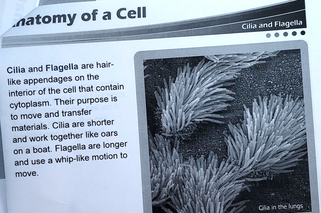 Natomy of a Cell Cilia and Flagella Cilia and Flagella are...