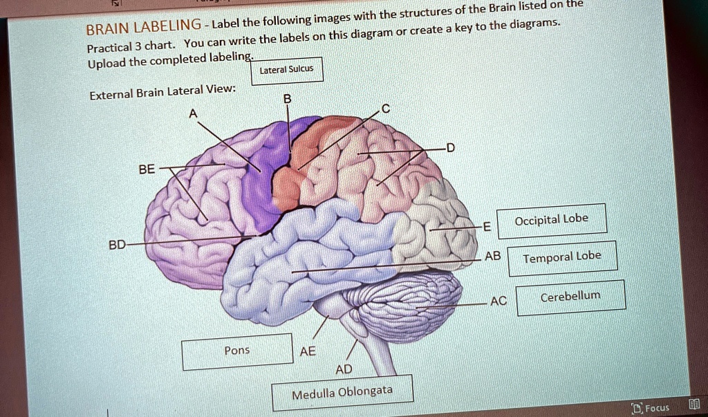 brain labeling label the following images with the structures of the ...