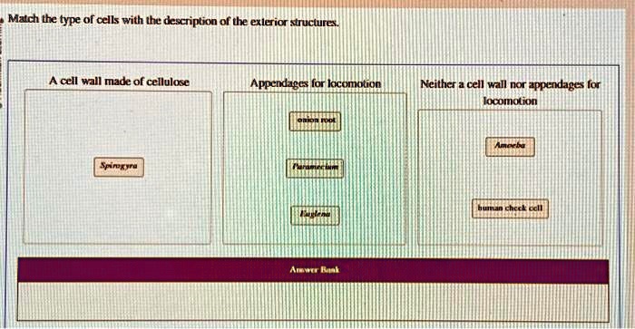 SOLVED: Texts: Match the type of cells with the description of the ... SOLVED: Texts: Match the type of cells with the description of the ...