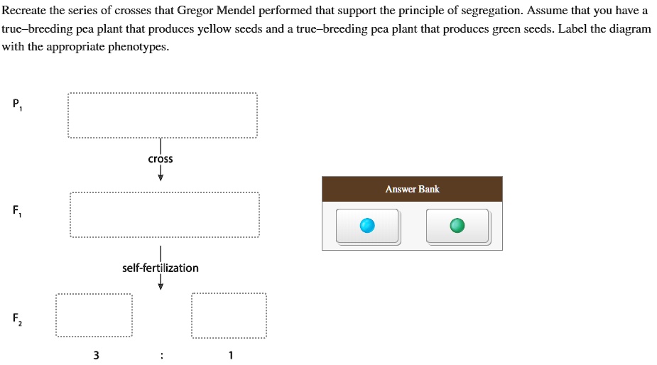 SOLVED: Recreate the series of crosses that Gregor Mendel performed ...