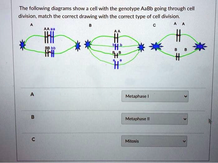SOLVED: The following diagrams show a cell with the genotype AaBb going ...