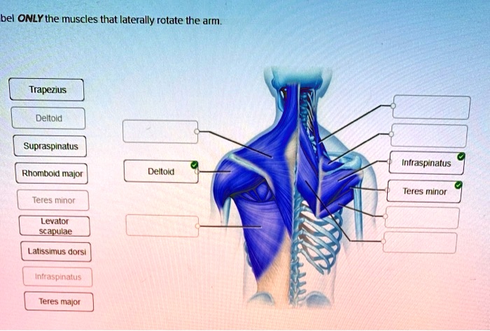 SOLVED: Only the muscles that laterally rotate the arm Trapezius ...