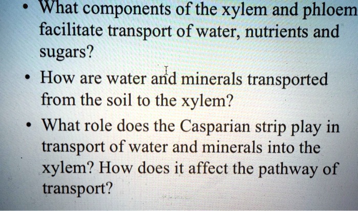 SOLVED: What components of the xylem and phloem facilitate transport of ...