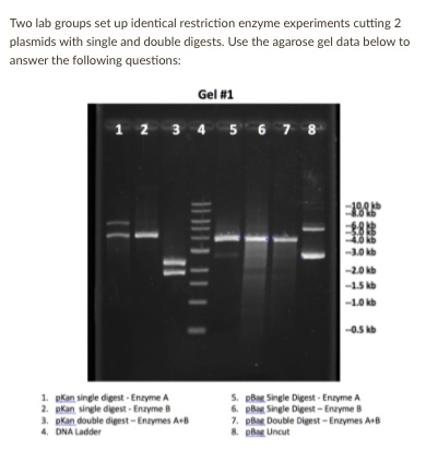 Two lab groups set up identical restriction enzyme experiments cutting ...