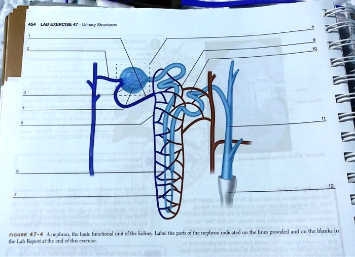 454 LAB EXERCISE 47 Urinary Structures FIGURE 47-4 A nephron, the basic ...