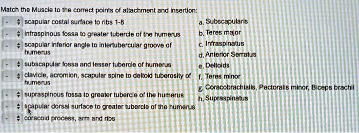 SOLVED: Texts: Match the Muscle to the correct points of attachment and ...