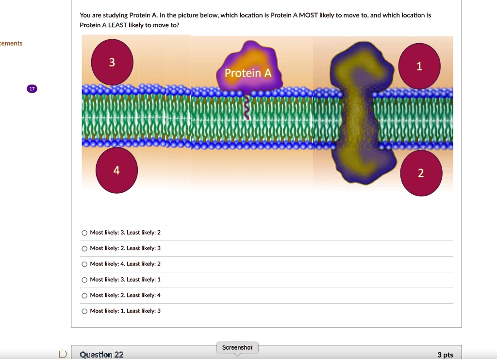 SOLVED: You are studying Protein A. In the picture below, which ...