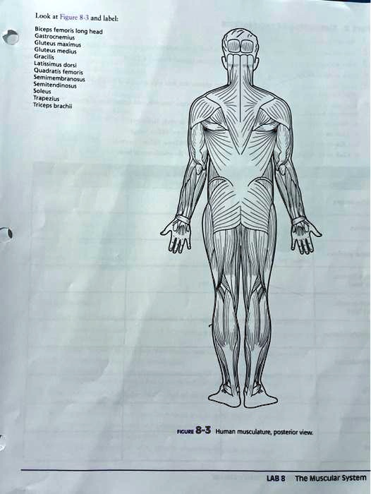 Look at Figure 8-3 and label: Biceps femoris long head Gastrocnemius ...