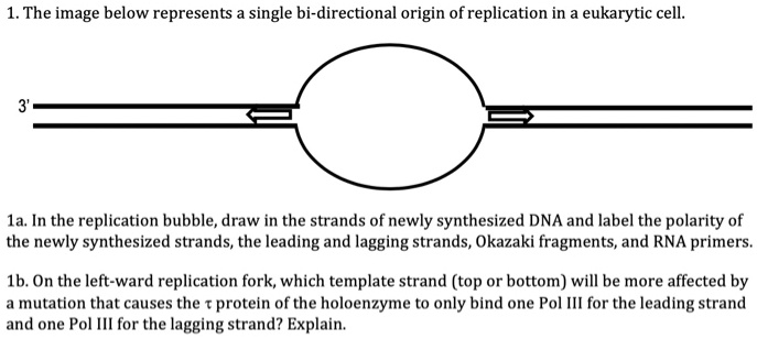 the image below represents single bi directional origin of replication ...