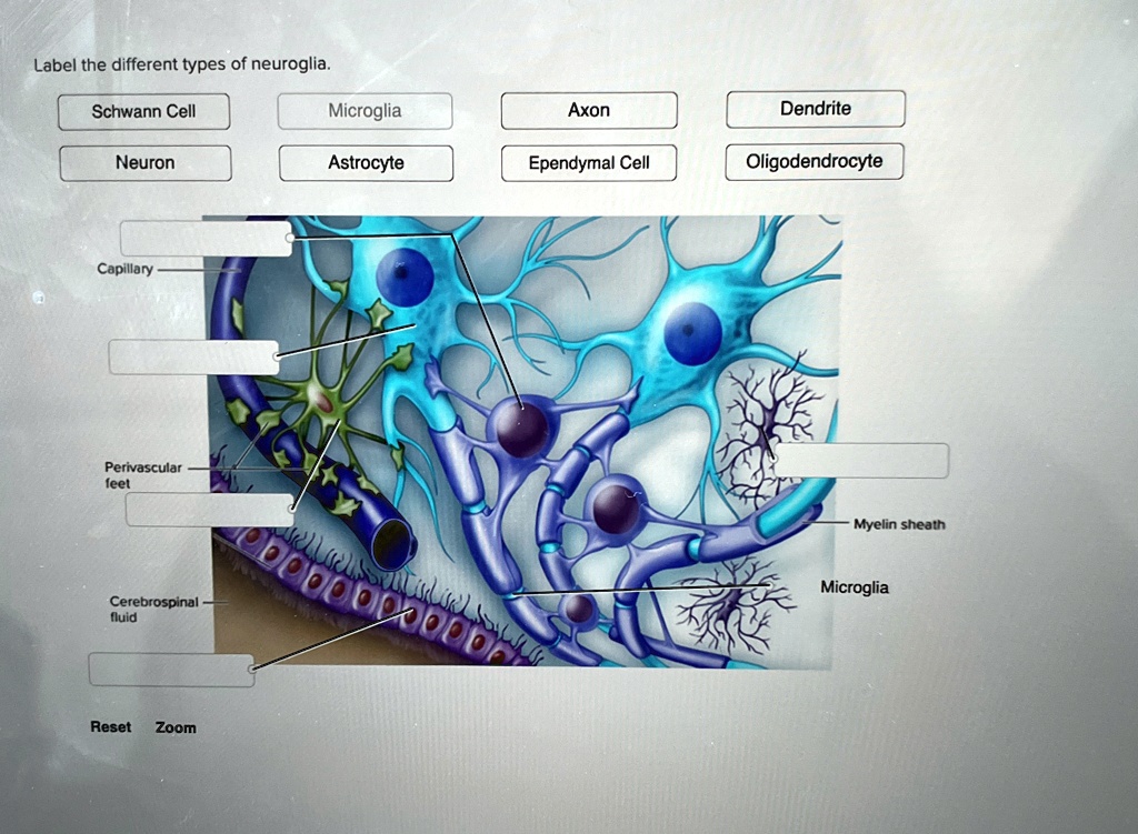 Label the different types of neuroglia. Schwann Cell Microglia Axon ...