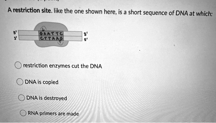 SOLVED:A restriction site. like the one shown here; is a short sequence ...