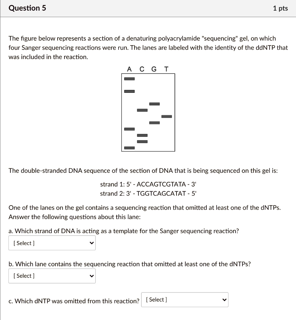 SOLVED: The figure below represents a section of a denaturing ...